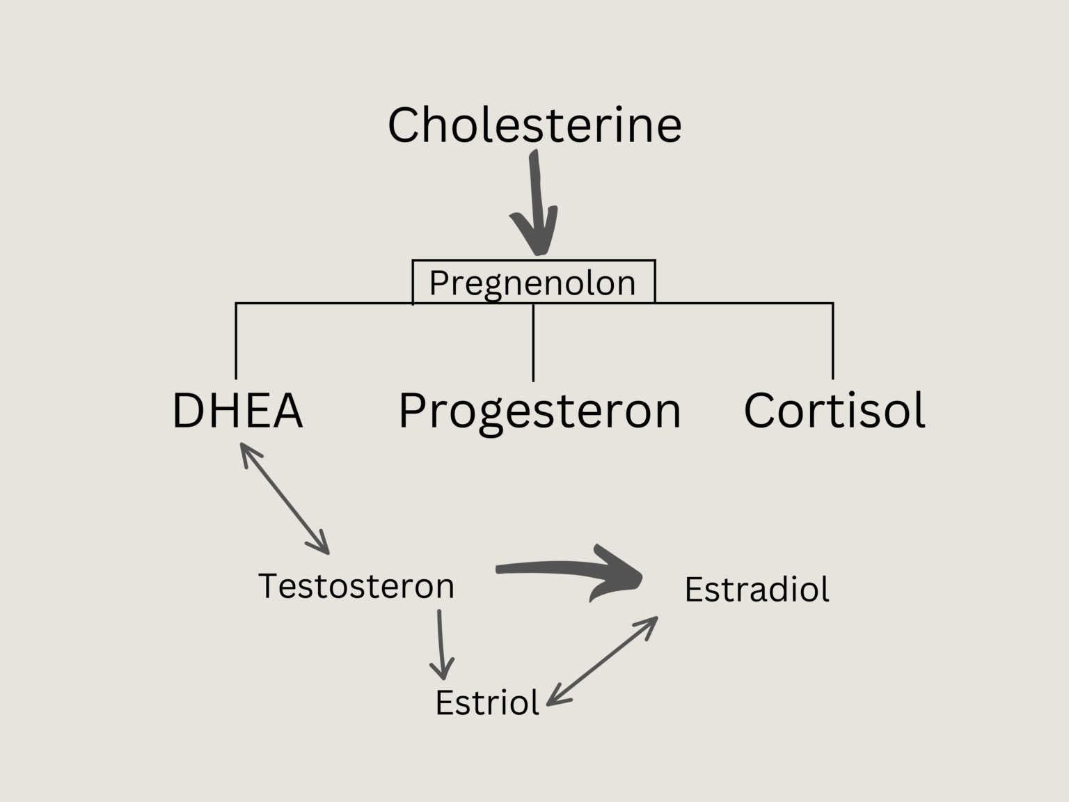 Das ABC unserer Hormone -Hormone der Frau & Frauenhormone